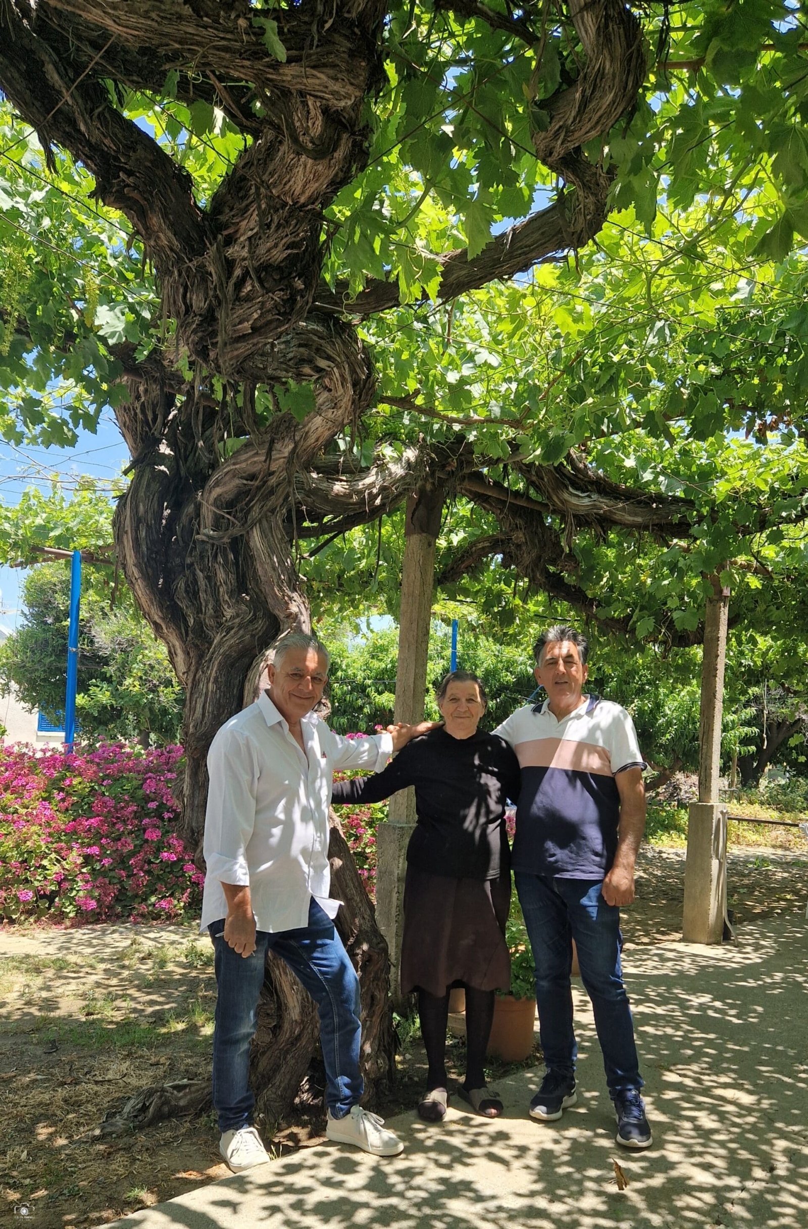 Στην Πάφο, η γηραιότερη κληματαριά της Κύπρου - My Journey - Travel ...