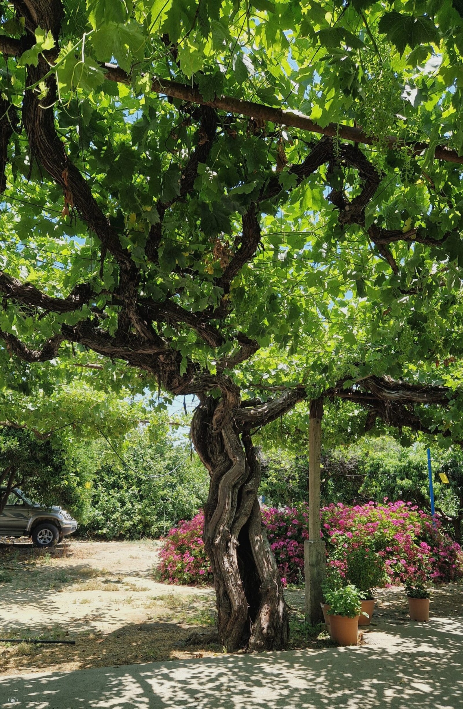 Στην Πάφο, η γηραιότερη κληματαριά της Κύπρου - My Journey - Travel ...